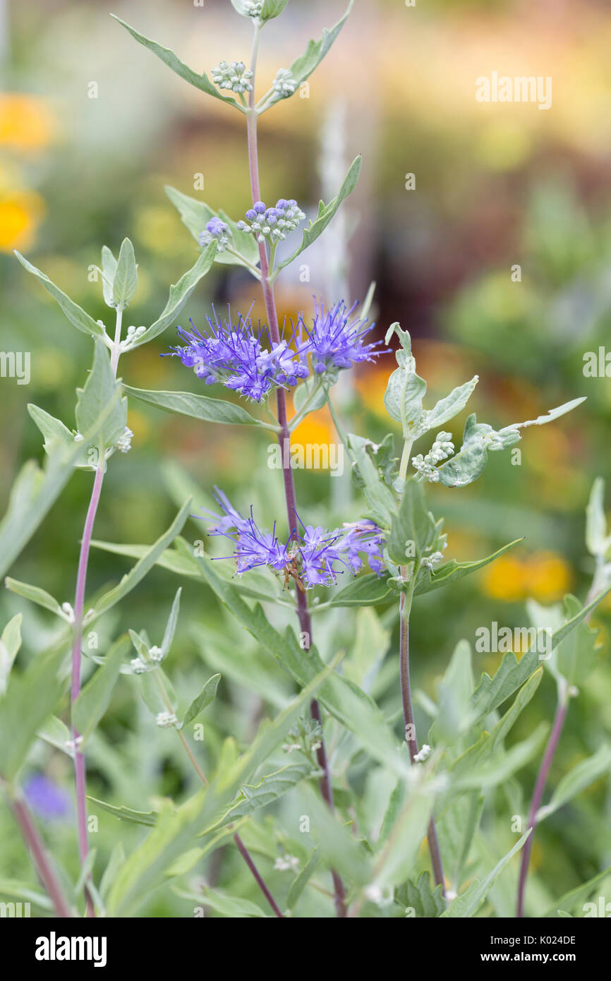 Bluebeard hi-res stock photography and images - Alamy