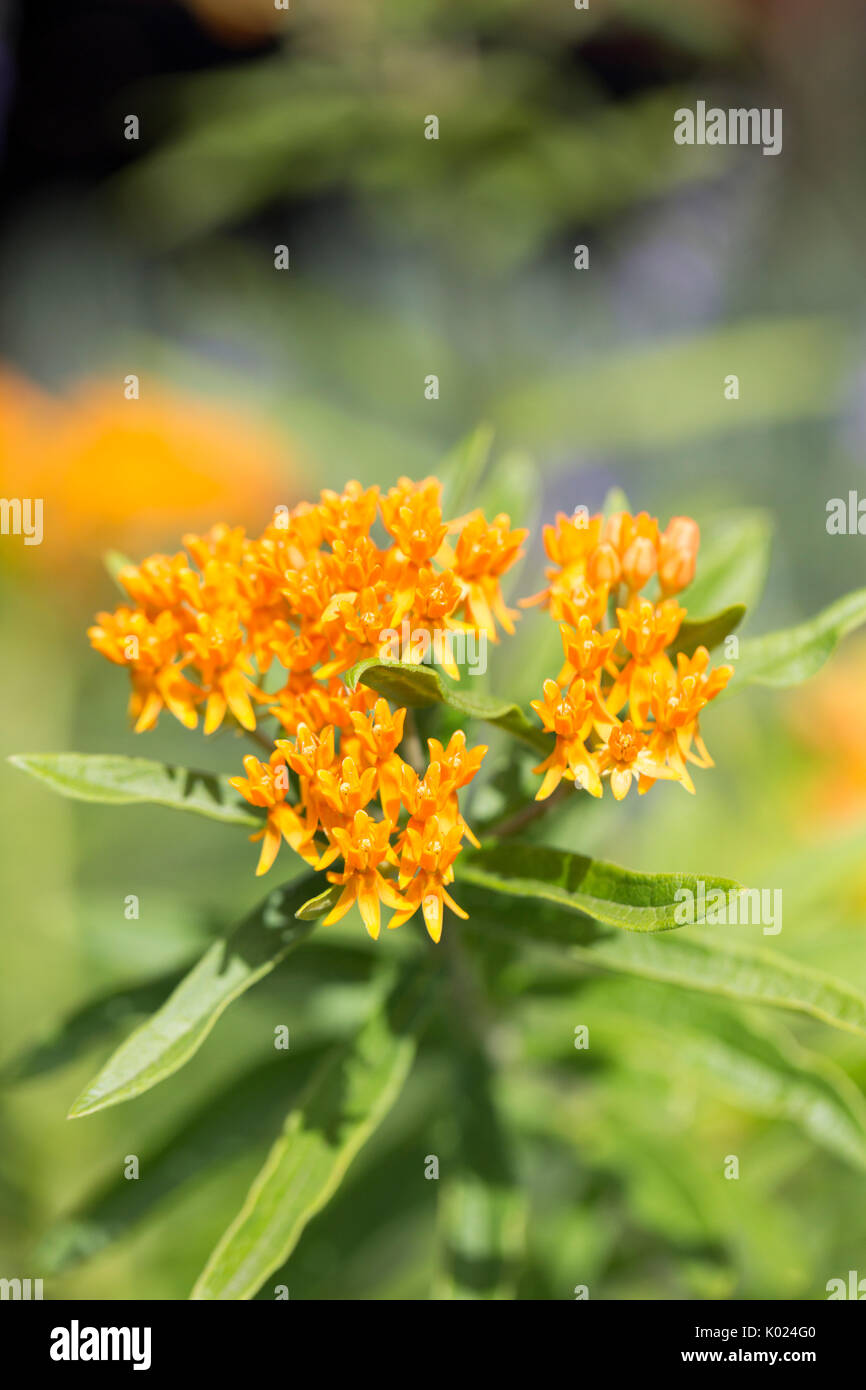 Native perennial weed hi-res stock photography and images - Alamy