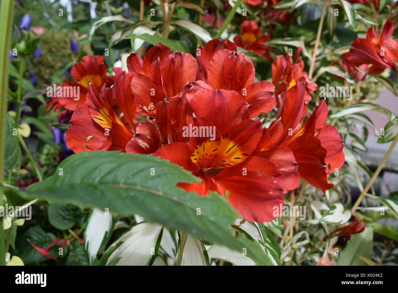 Red flowers up close Stock Photo - Alamy