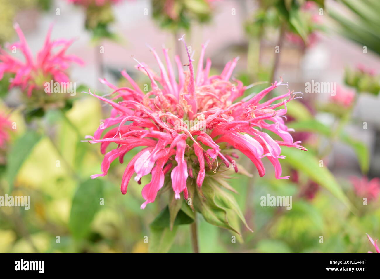 Beauty pink flower hi-res stock photography and images - Alamy