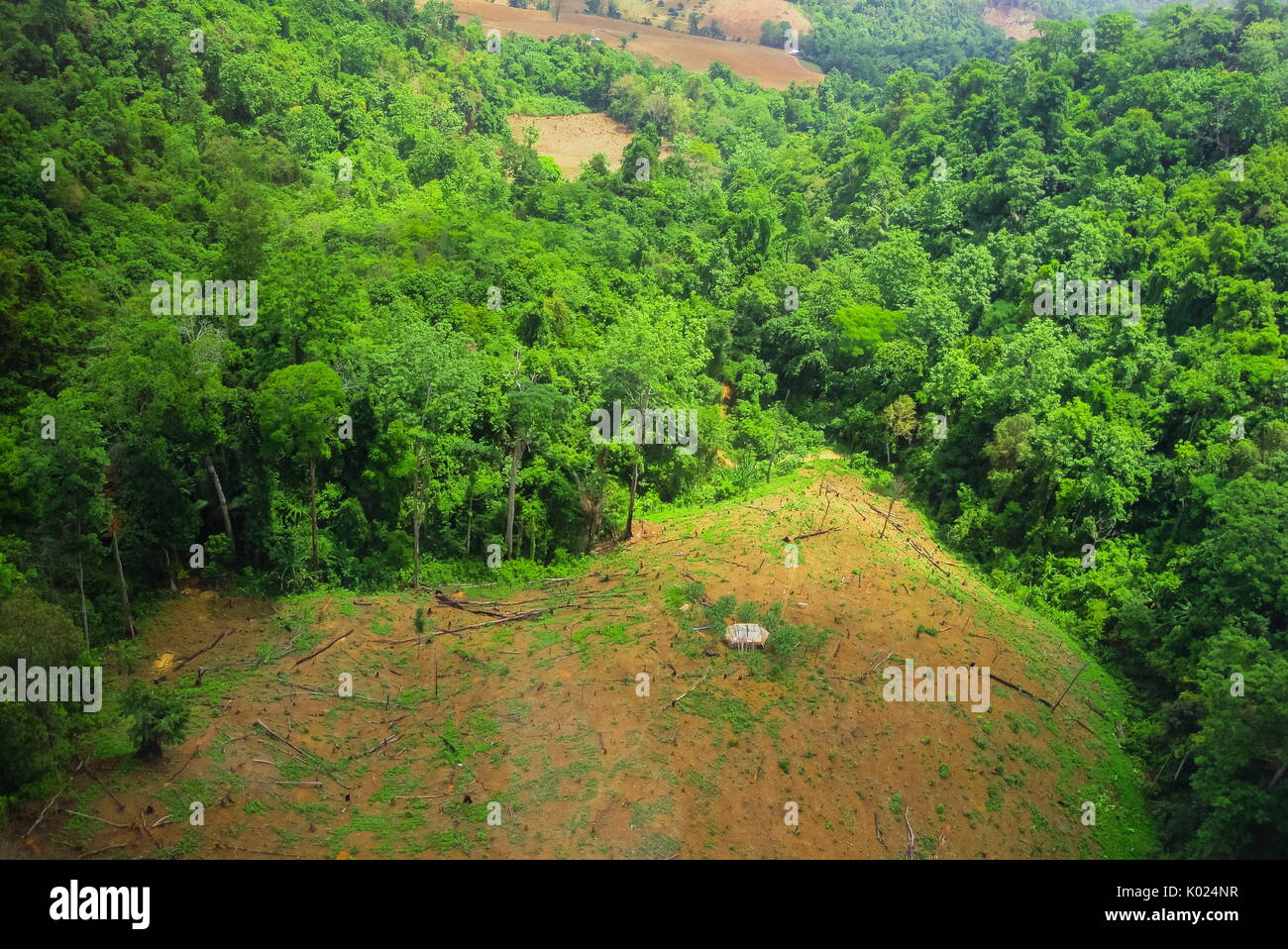 Succession or encroachment of trees into a clearing Stock Photo - Alamy