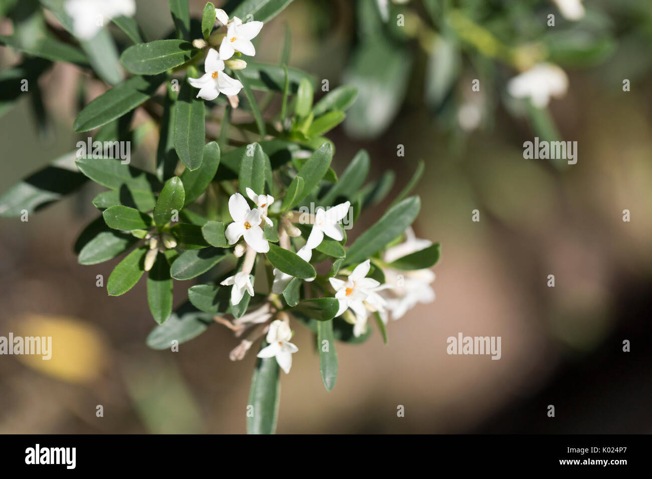 White Daphne blooms Stock Photo - Alamy