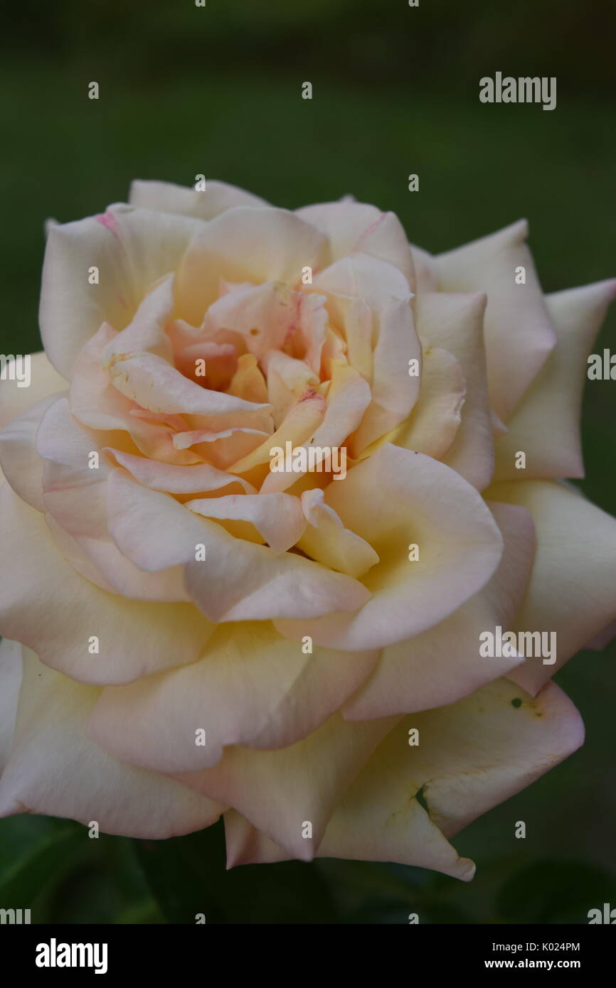 White rose up close Stock Photo - Alamy