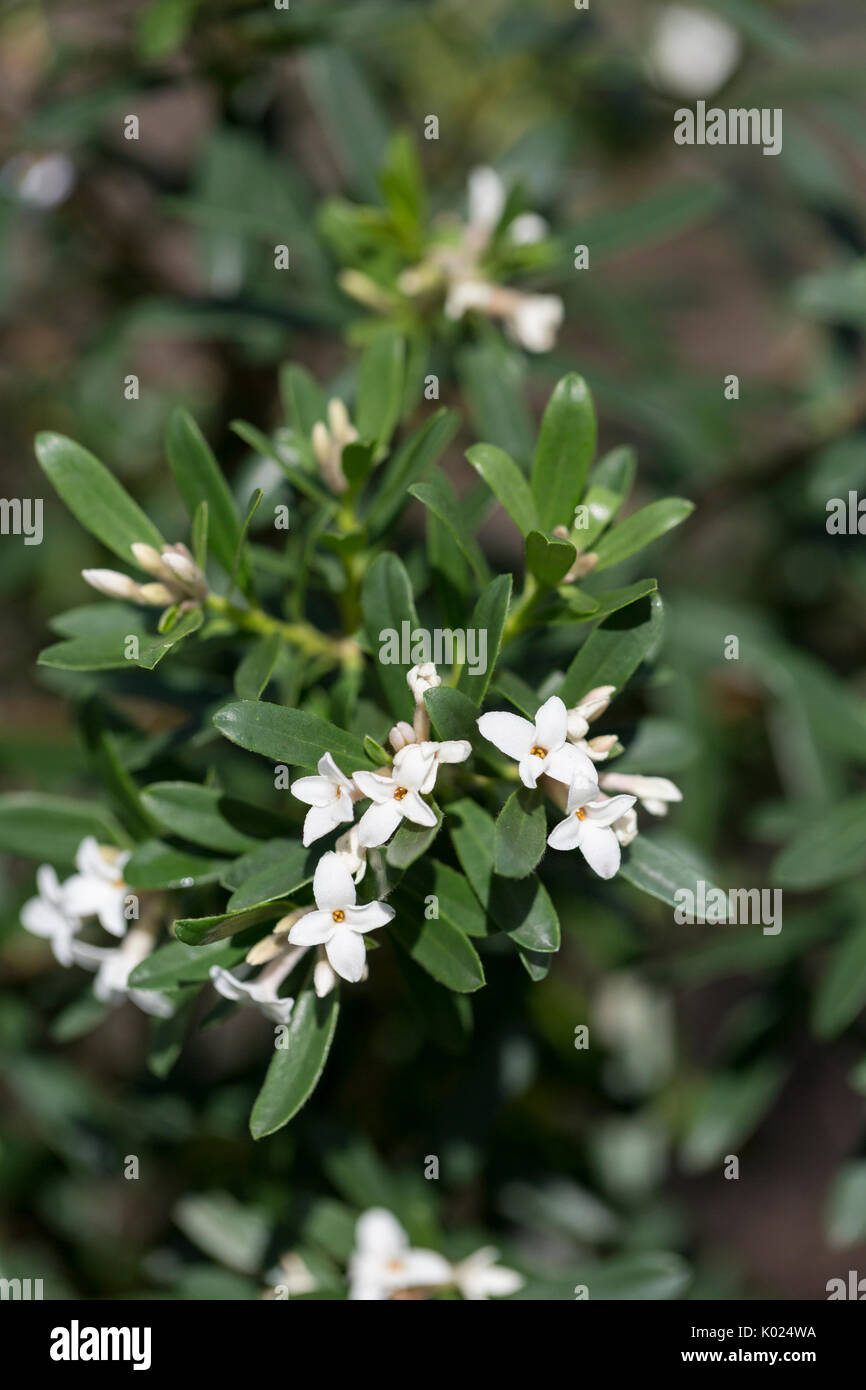 White Daphne blooms Stock Photo - Alamy