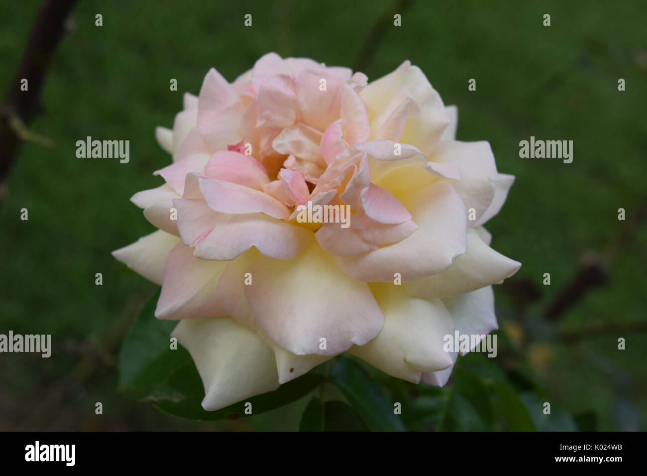 White rose up close Stock Photo - Alamy