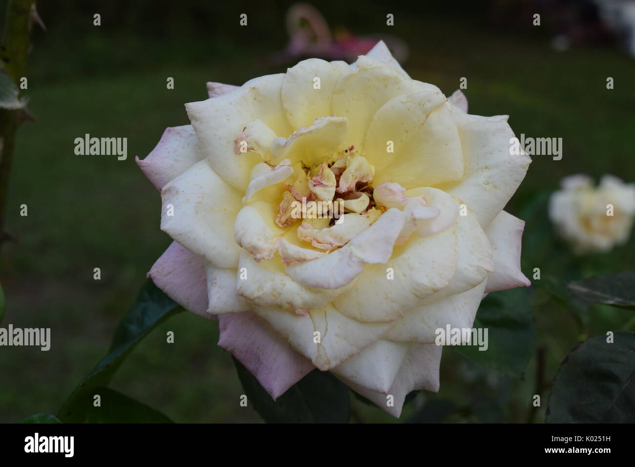 White rose up close Stock Photo - Alamy