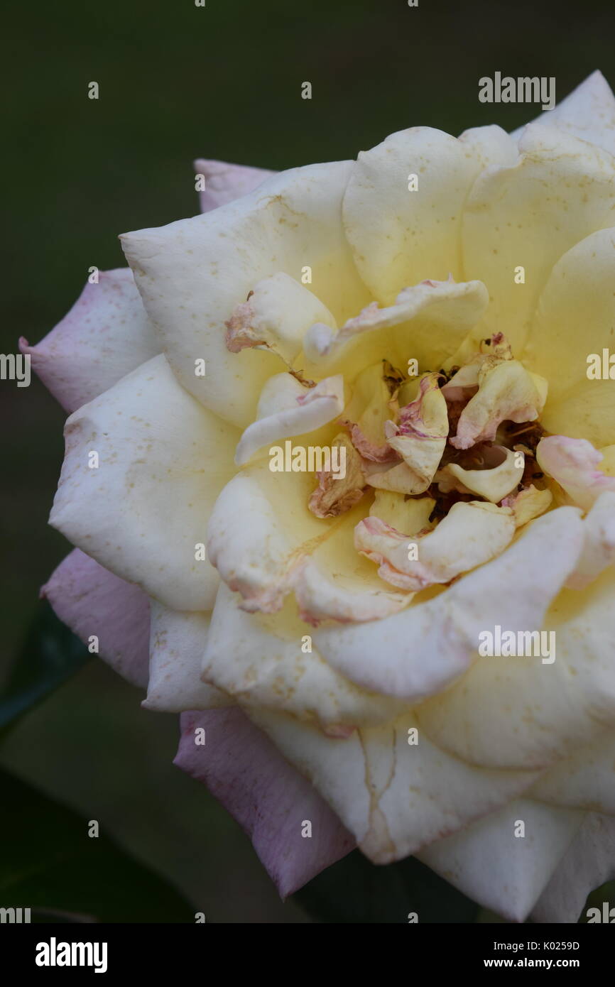 White rose up close Stock Photo - Alamy