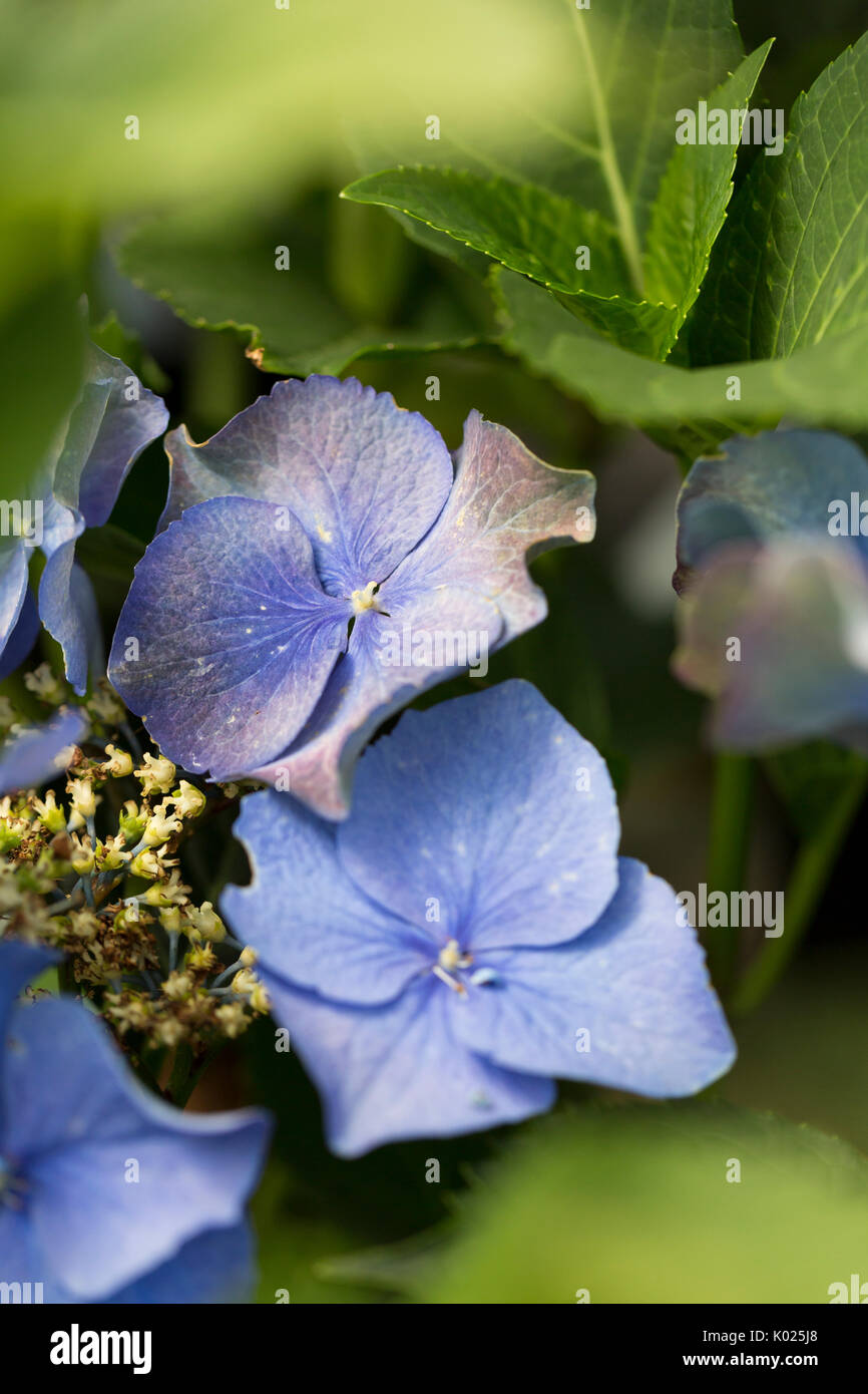 Species hydrangea macrophylla hi-res stock photography and images - Alamy