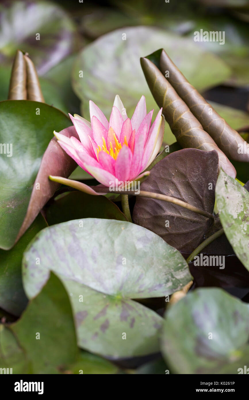 Pink Water Lily Stock Photo - Alamy