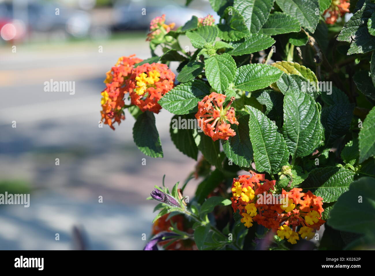 Summer potted flowers hi-res stock photography and images - Alamy