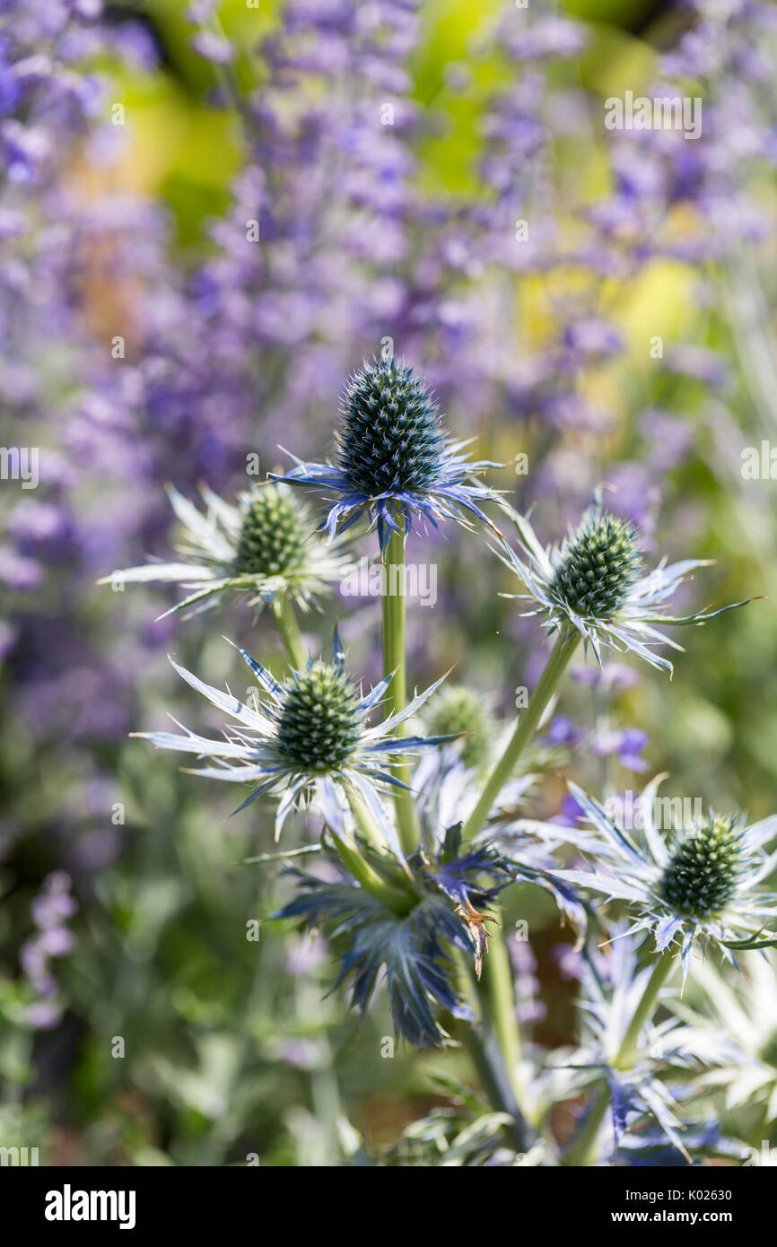 Blue Sea Holly Stock Photo - Alamy