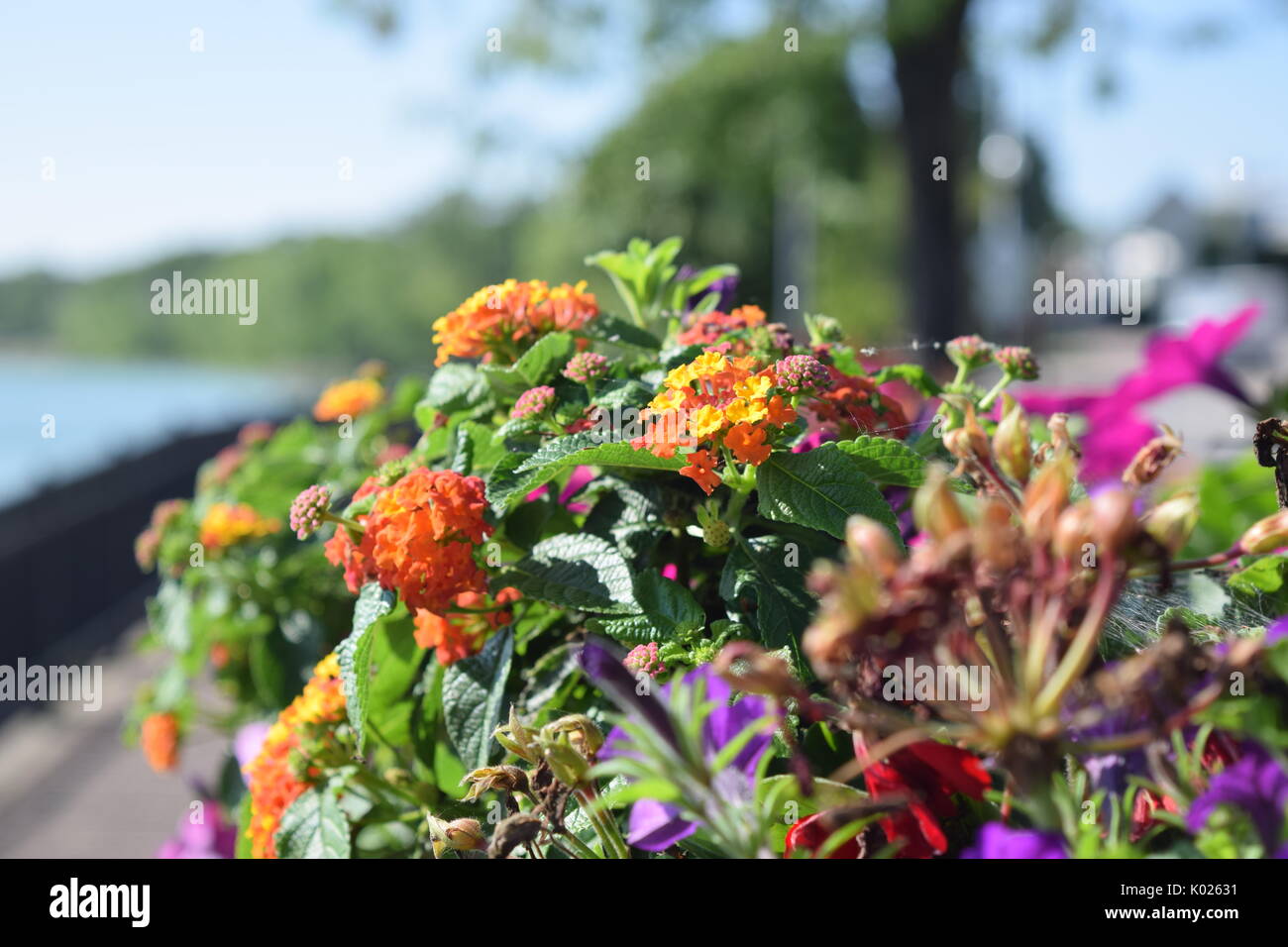 Potted flora hi-res stock photography and images - Alamy