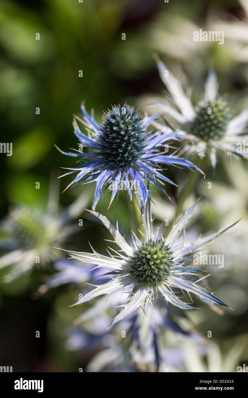 Blue Sea Holly Stock Photo - Alamy