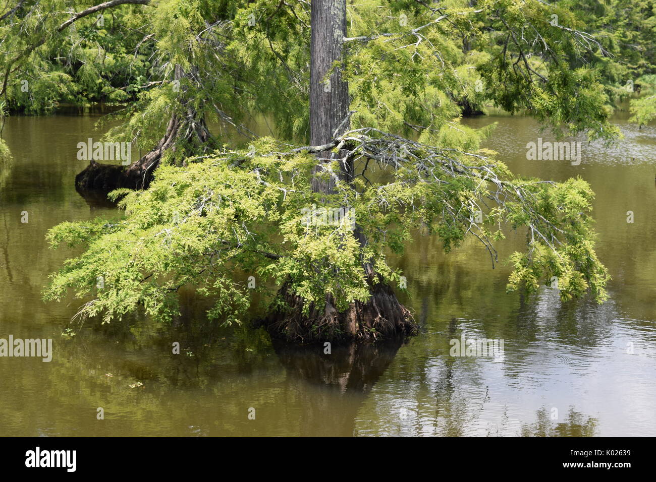 Tree growing in lake Stock Photo - Alamy