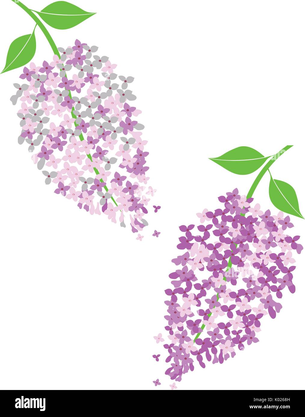 vector illustration of lilac flowers in blossom Stock Vector Image ...