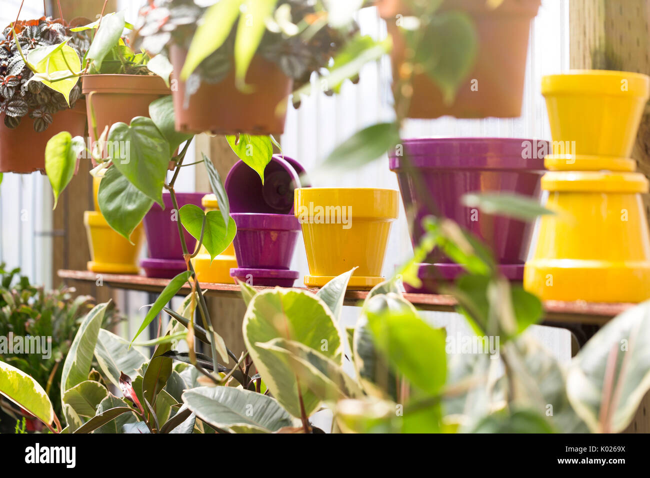 Colorful flower pots displayed in a greenhouse Stock Photo - Alamy