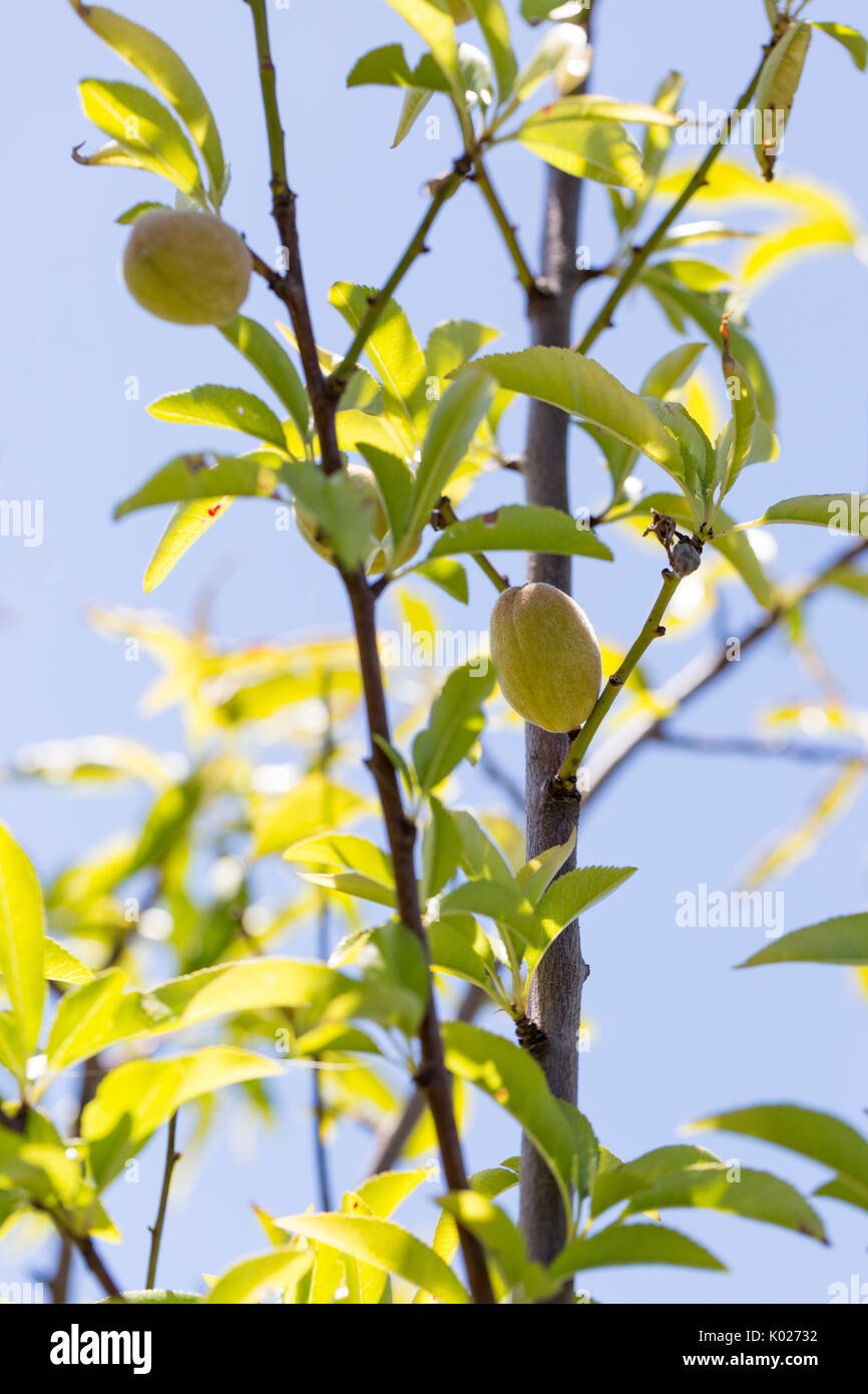 Almonds growing on almond tree hi-res stock photography and images - Alamy