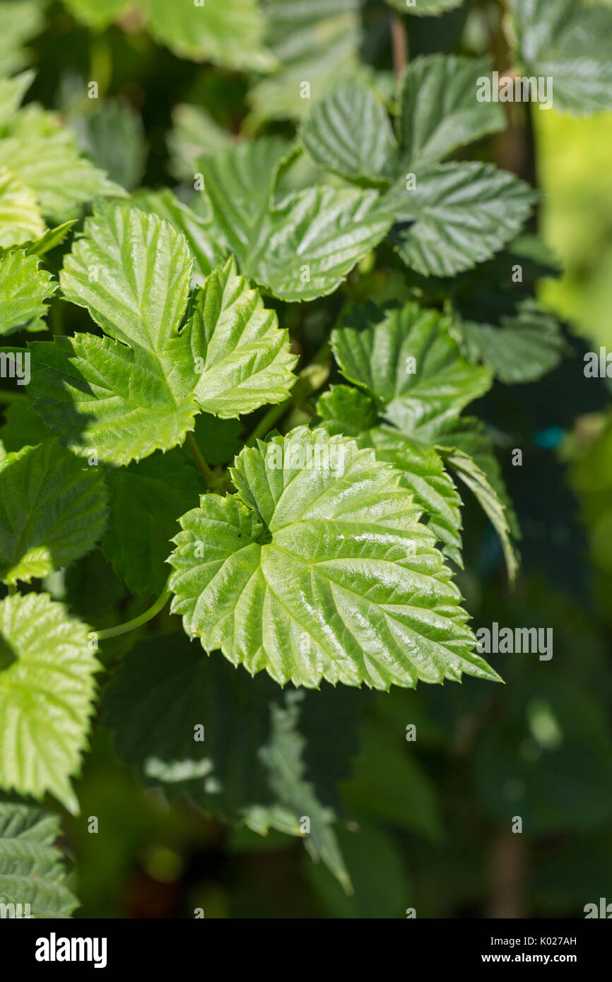 Green Hop leaves on the vine Stock Photo - Alamy