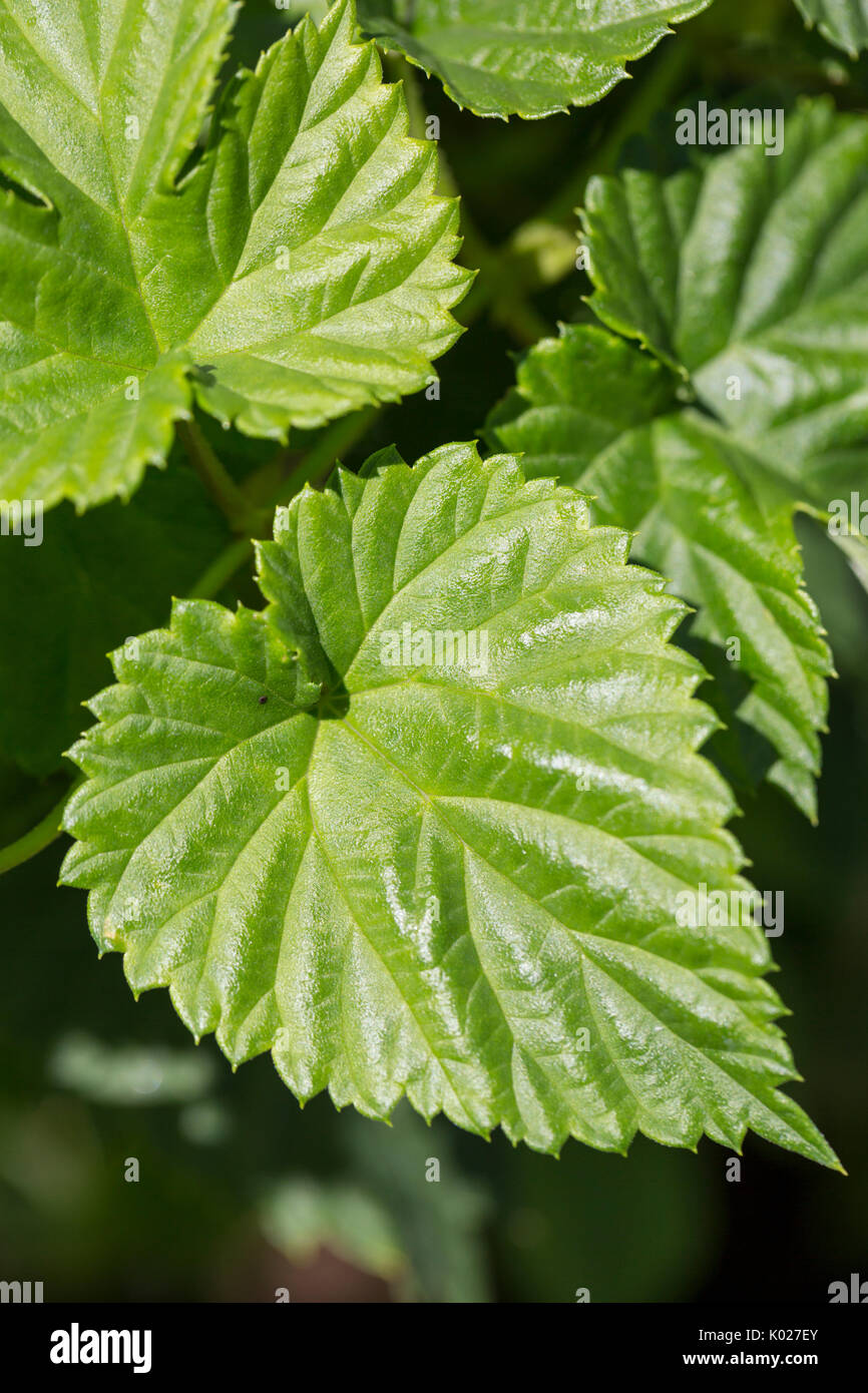 Green Hop leaves on the vine Stock Photo - Alamy