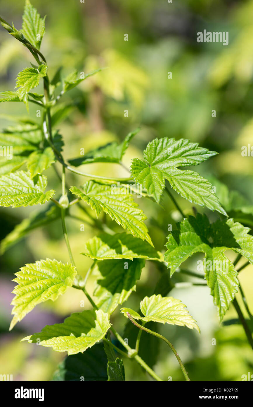 Green Hop leaves on the vine Stock Photo - Alamy