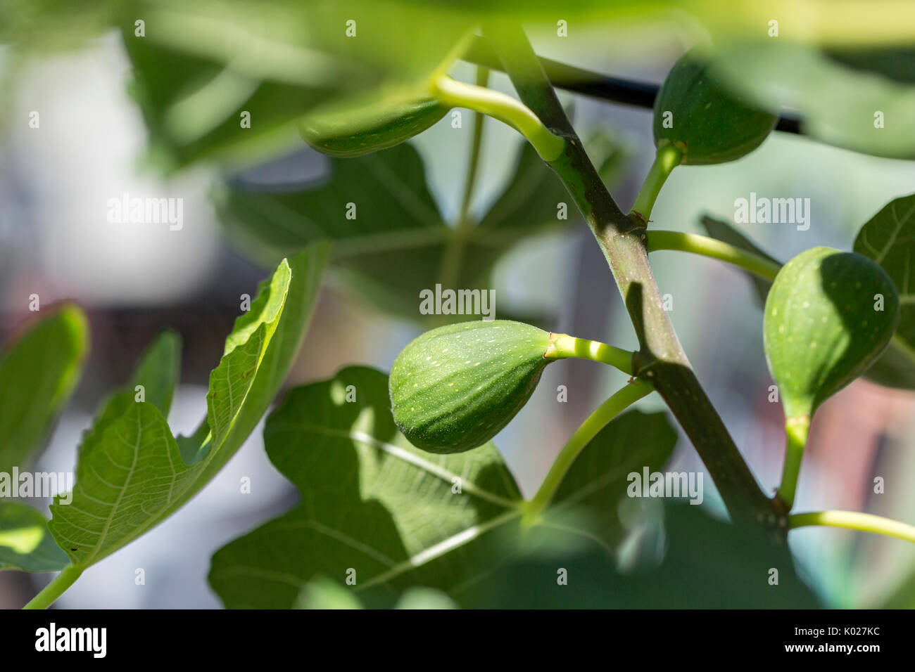 Unripe fig tree hi-res stock photography and images - Alamy