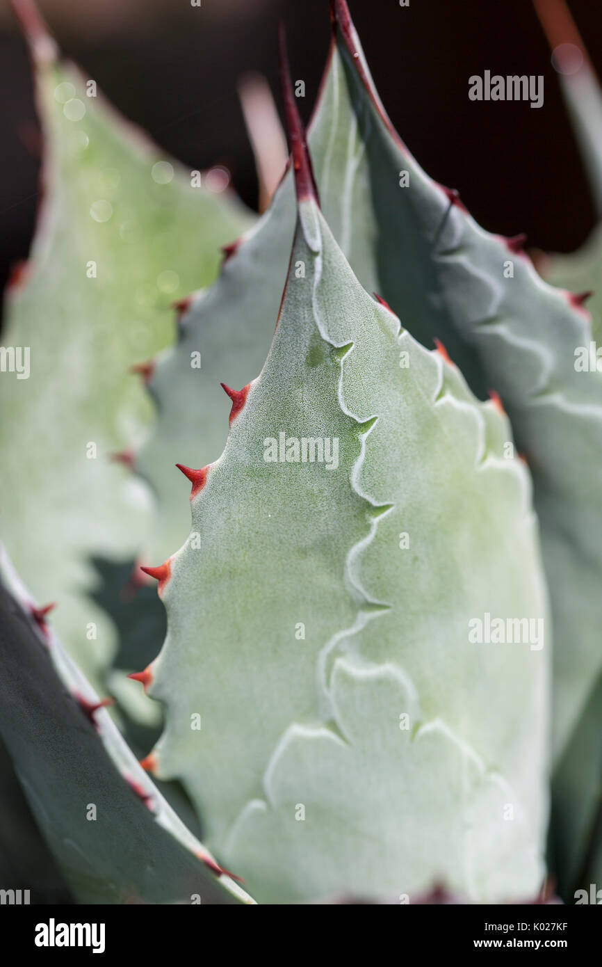 Agave species hi-res stock photography and images - Alamy
