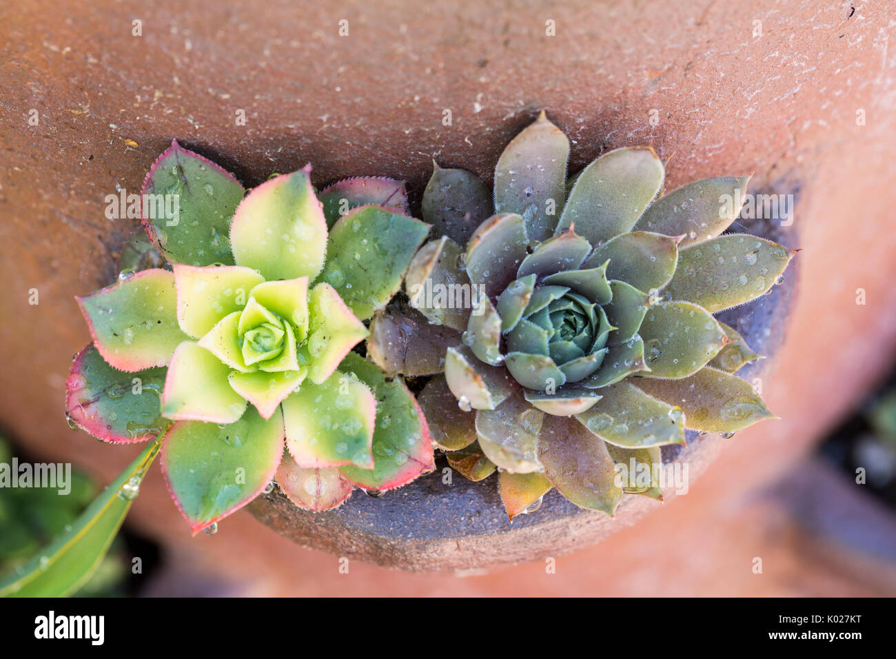 Succulents growing inside a flower pot Stock Photo - Alamy