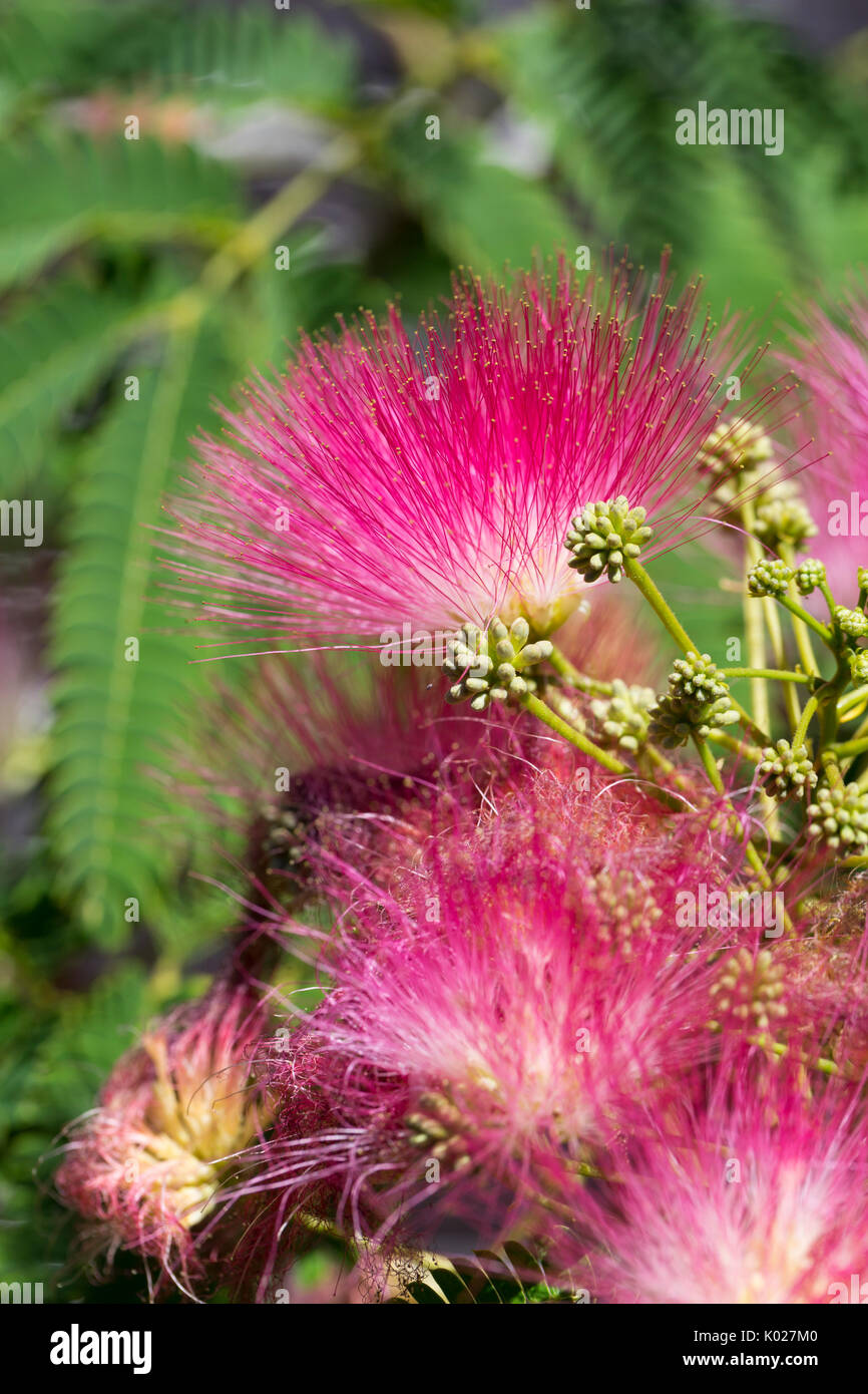 Close up blossoms on a Persian Silk Tree Stock Photo - Alamy