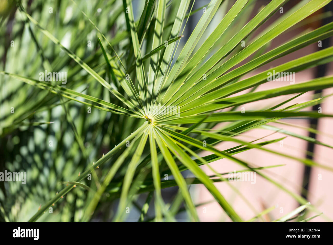 Chamaerops humilis mediterranean fan hi-res stock photography and images - Alamy