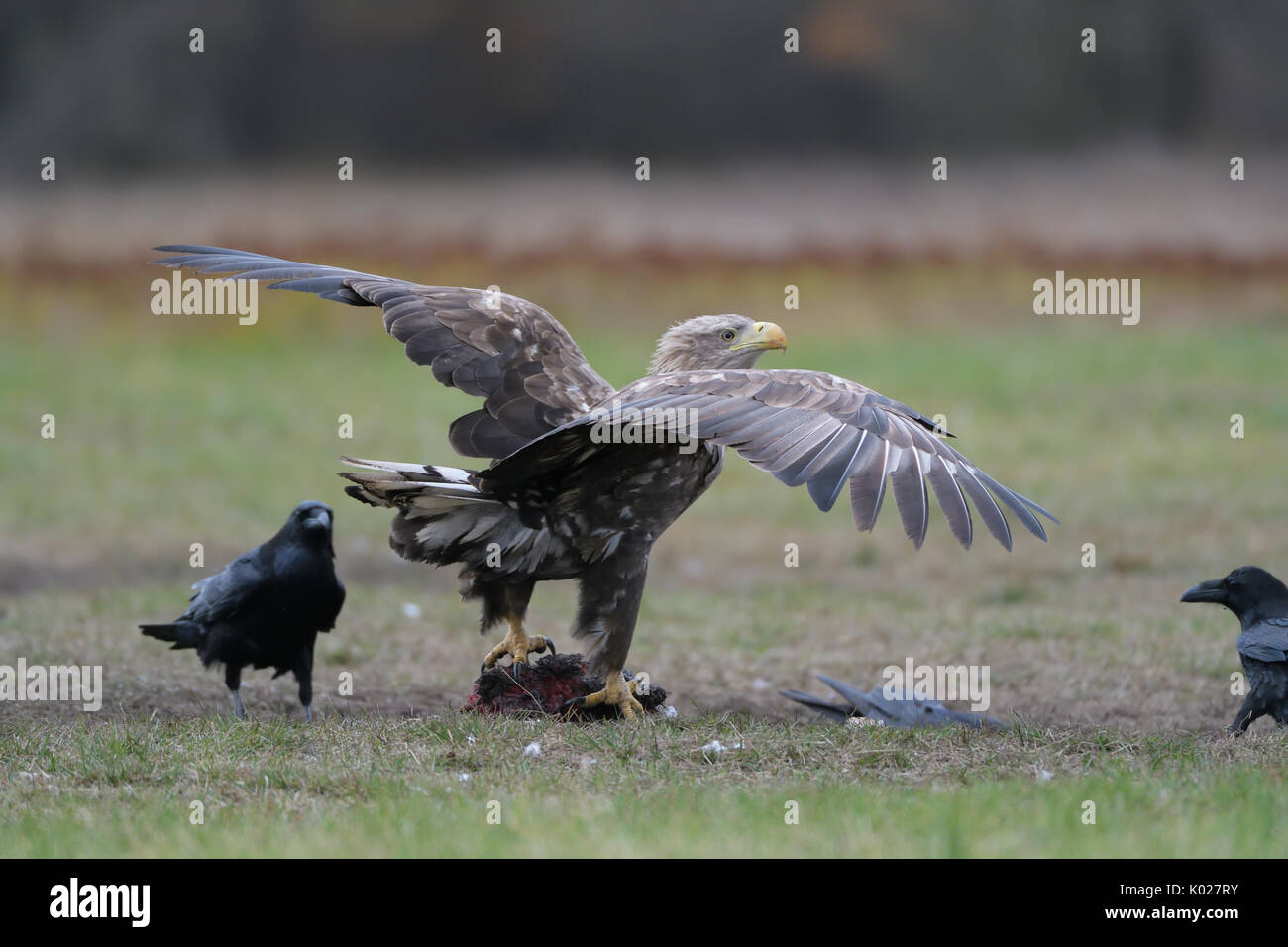 White-tailed Sea Eagle with prey surrounded by raven at an open spot in ...