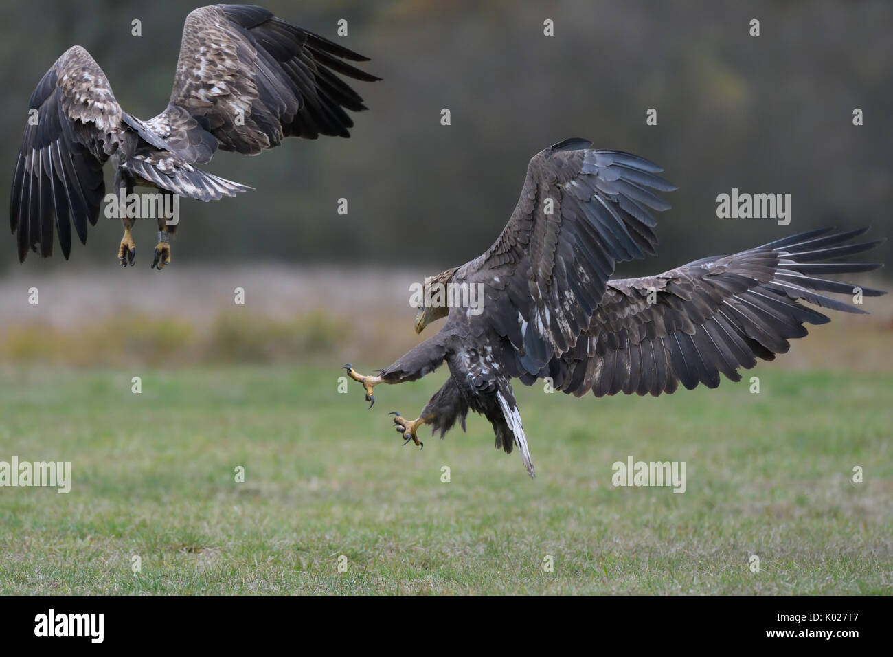 White-tailed Sea Eagle in flight Stock Photo - Alamy