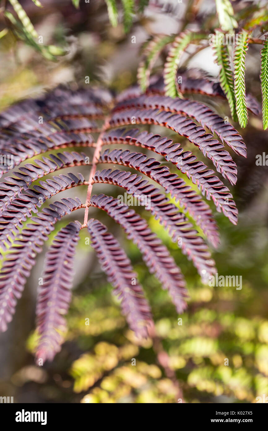 Persian silk tree leaves hi-res stock photography and images - Alamy