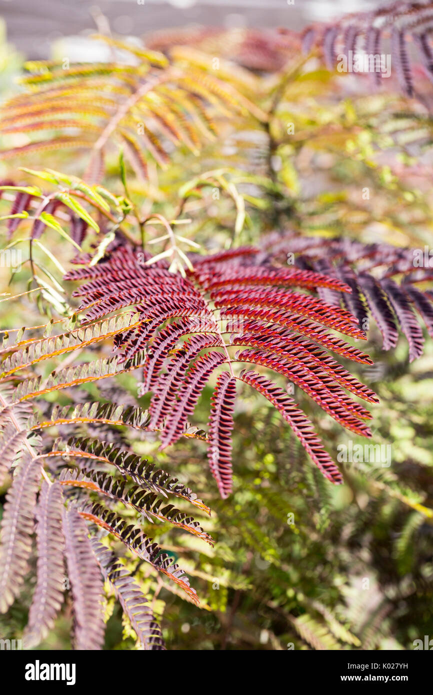 Mimosa persian silk tree albizia hi-res stock photography and images ...