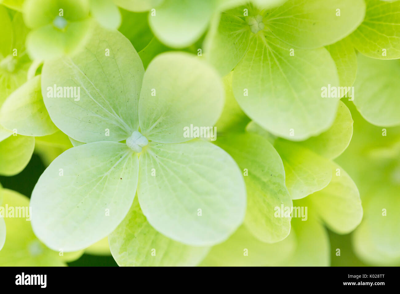 Hydrangea paniculata limelight flowers hi-res stock photography and ...