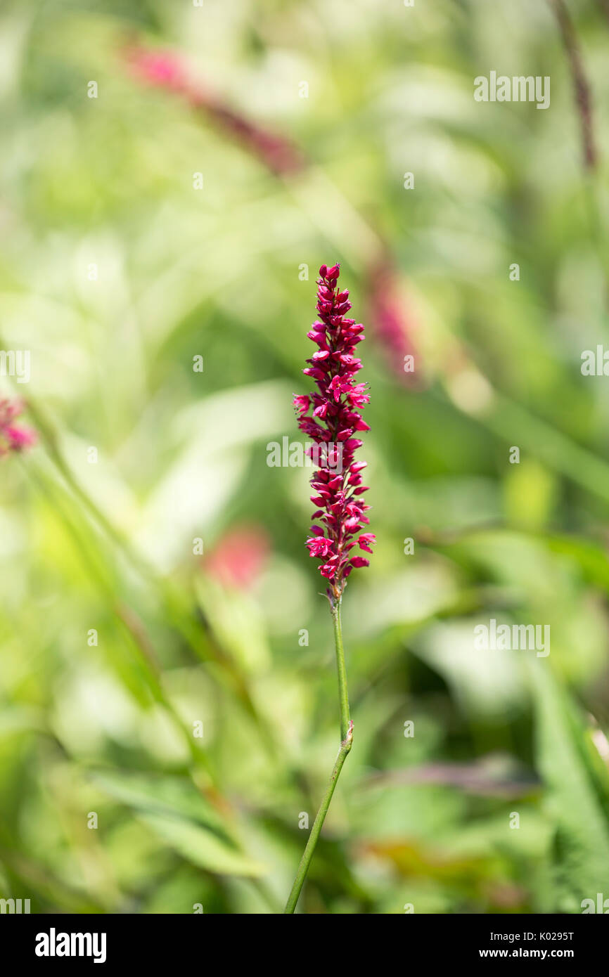 Grown flower spikes hi-res stock photography and images - Alamy