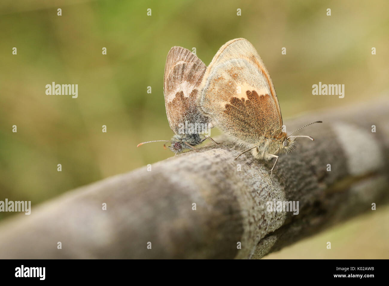 A mating pair of Small Heath Butterfly (Coenonympha pamphilus) perched ...