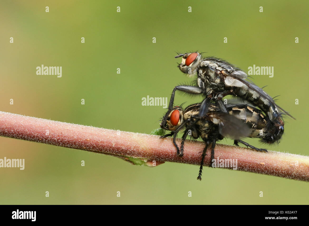 A mating pair of Flesh Fly (Sarcophaga Stock Photo - Alamy