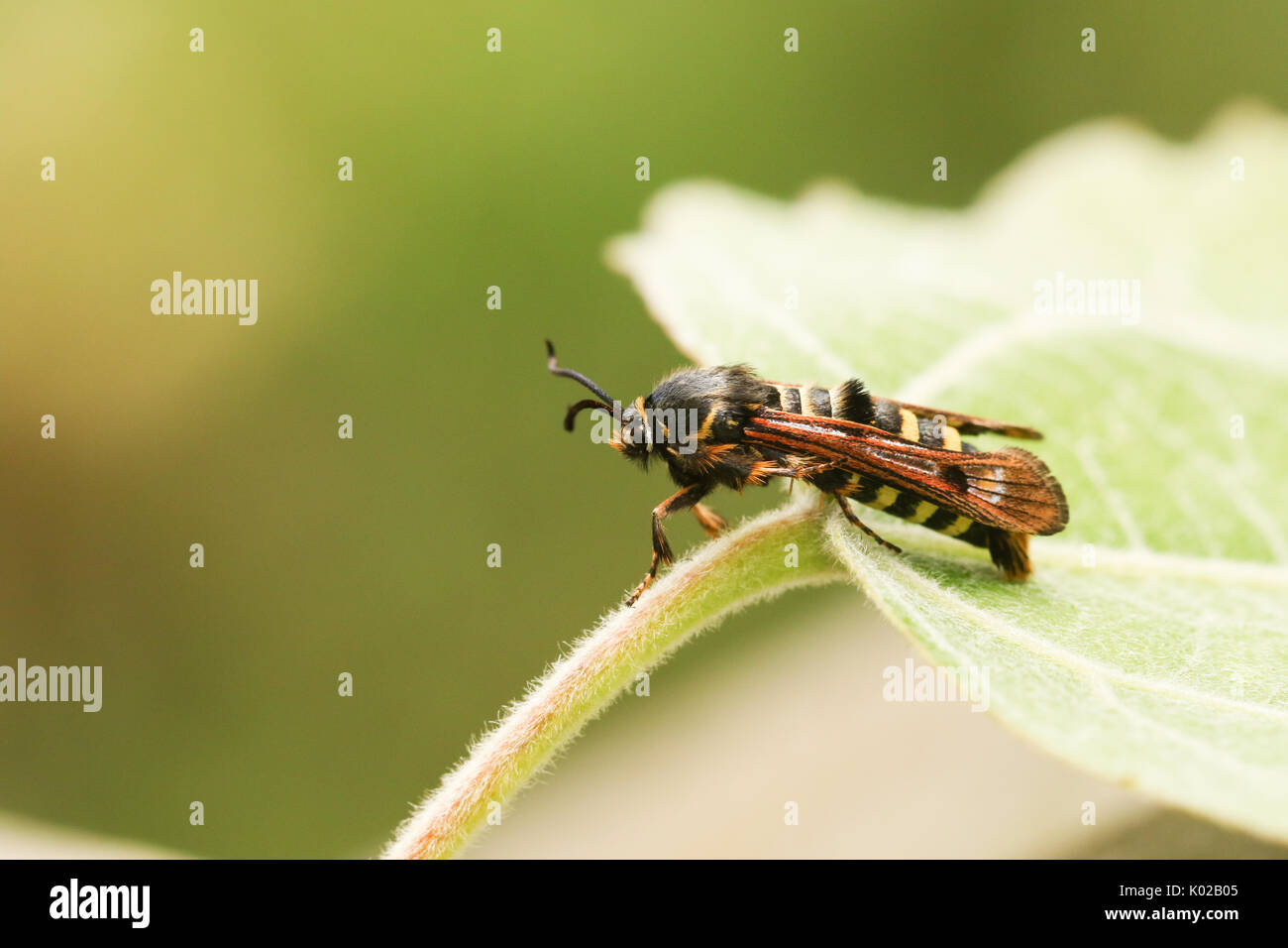 A rare Raspberry Clearwing (Pennisetia hylaeiformis Stock Photo - Alamy