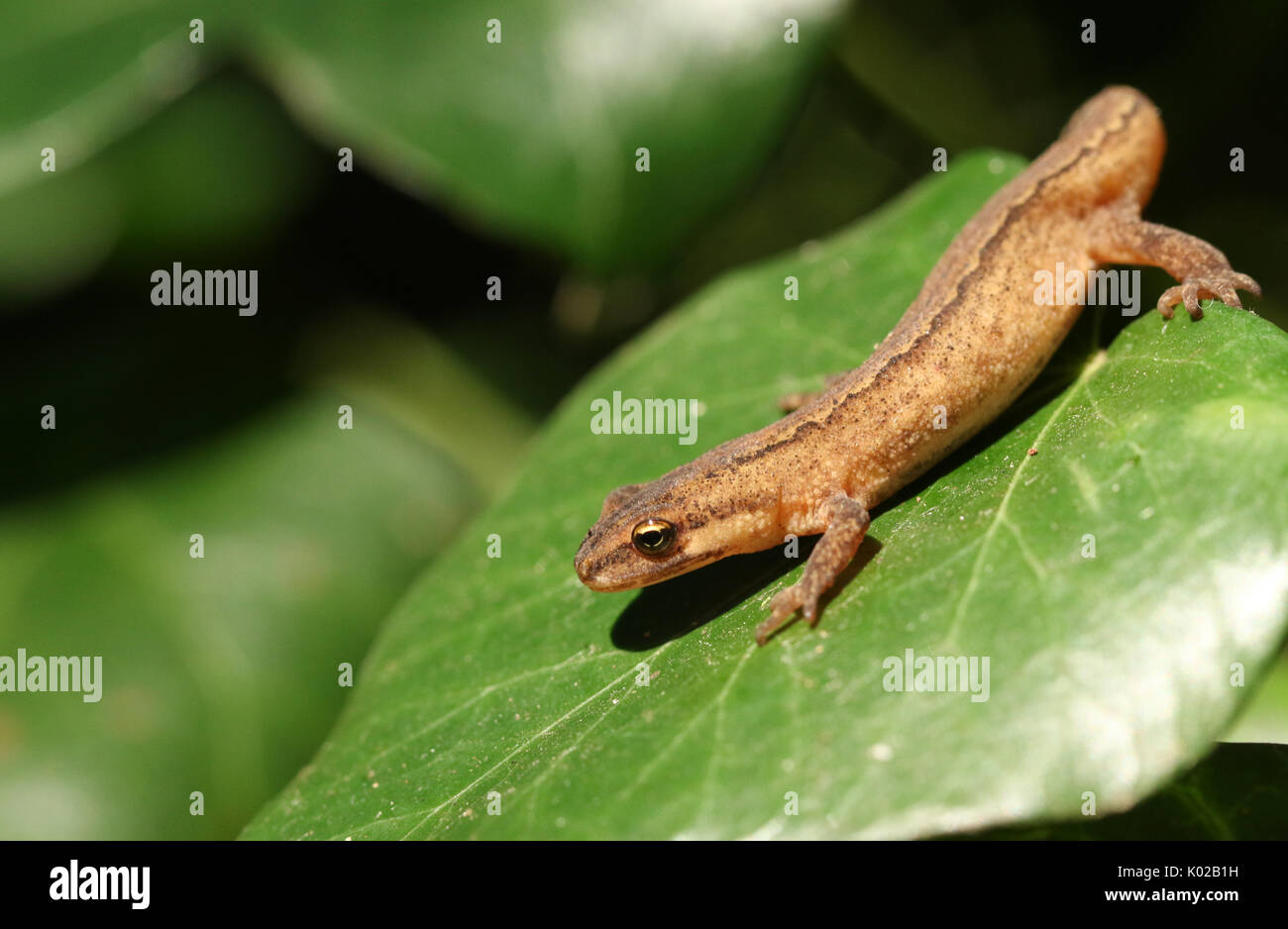 Newt Uk Stock Photos & Newt Uk Stock Images - Alamy