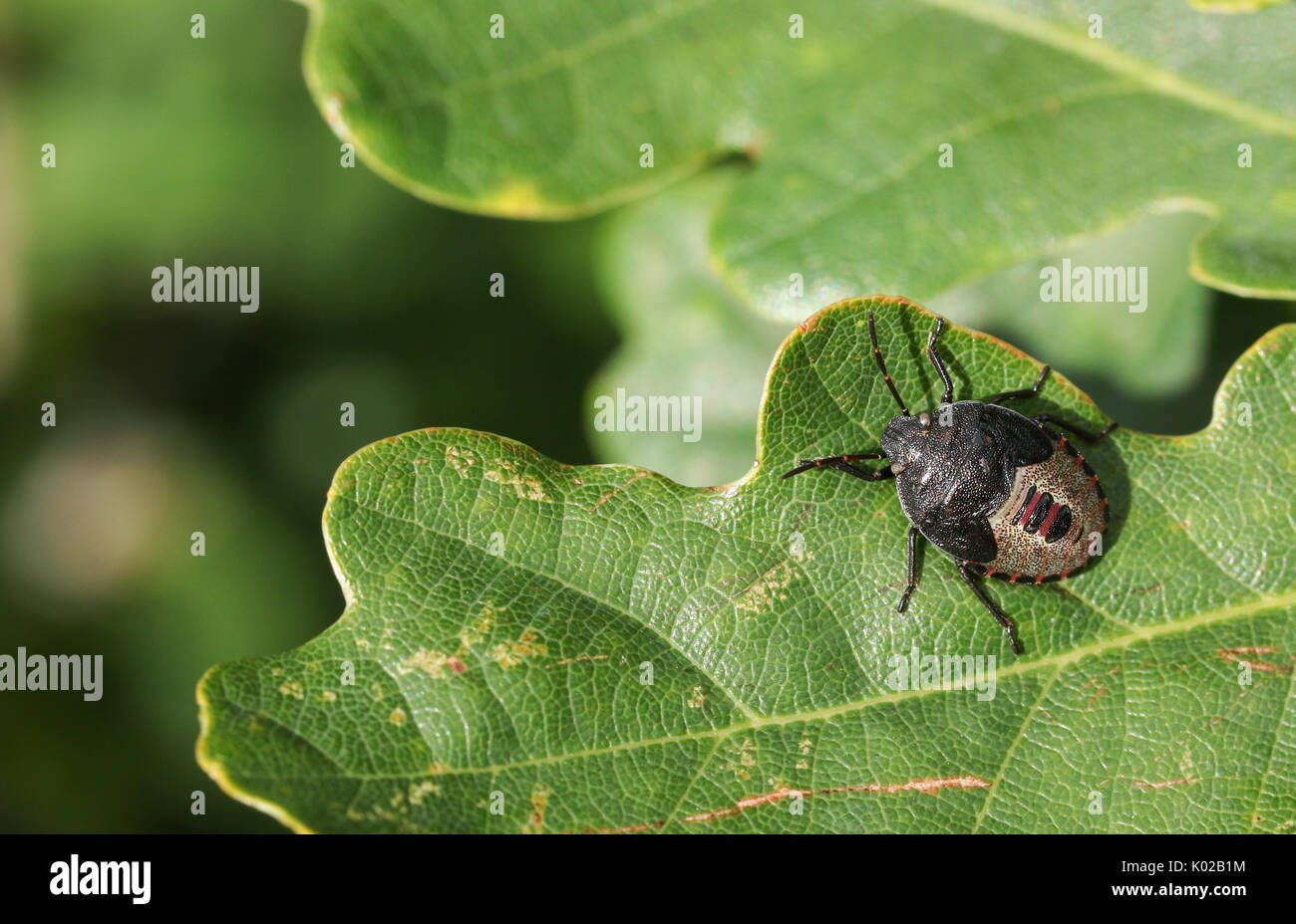Gorse shieldbug nymph hi-res stock photography and images - Alamy