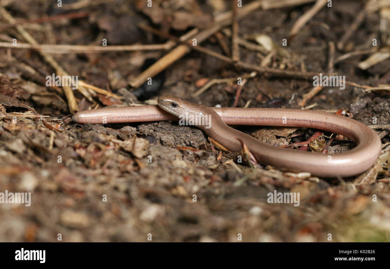 A young Slow-worm (Anguis fragilis) hunting in the undergrowth Stock ...