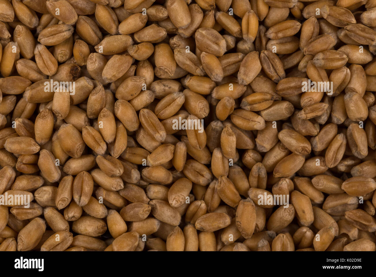whole background of raw wheat grain closeup Stock Photo - Alamy