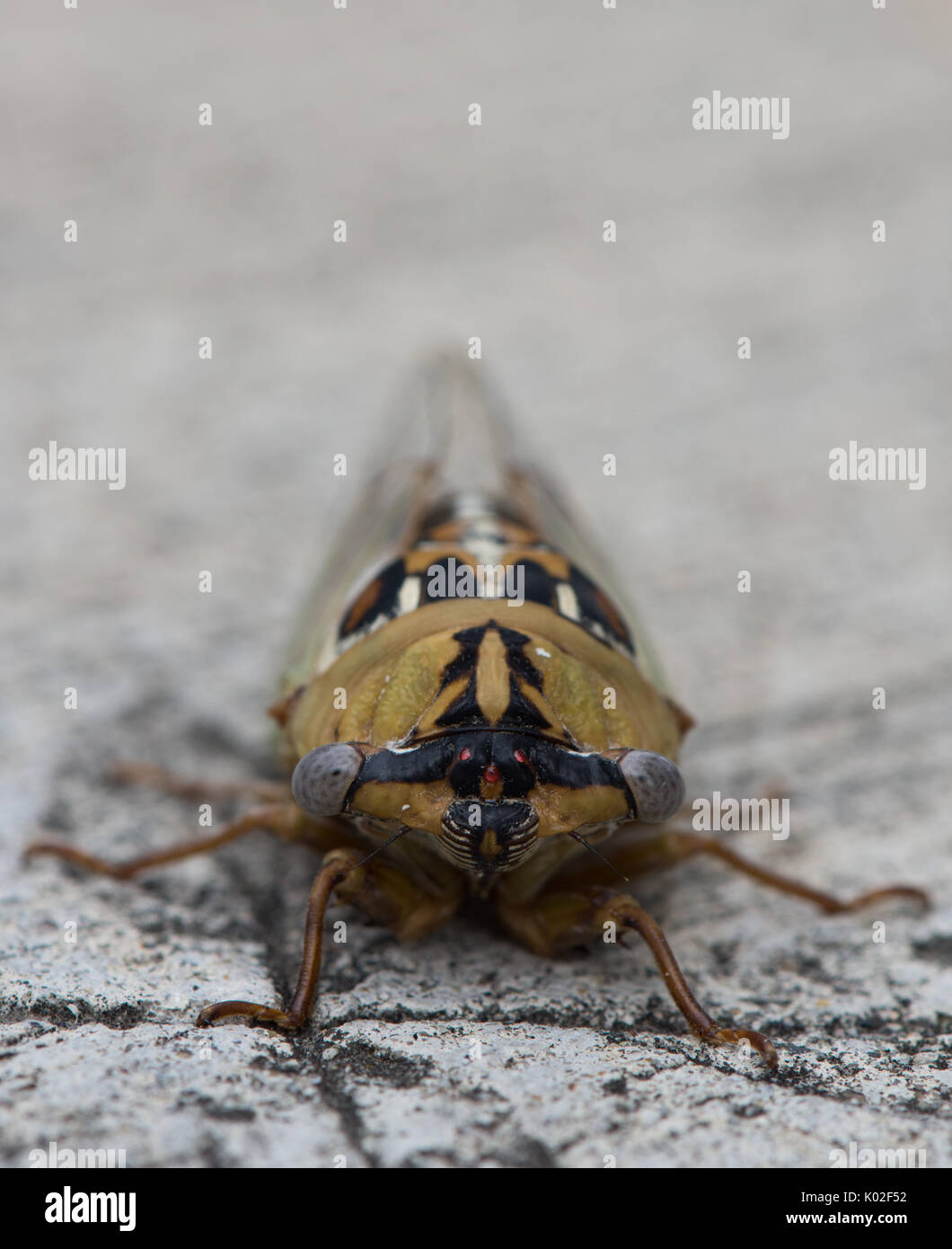 Close up of a Great Western Cicada's head and front legs. Photographed ...
