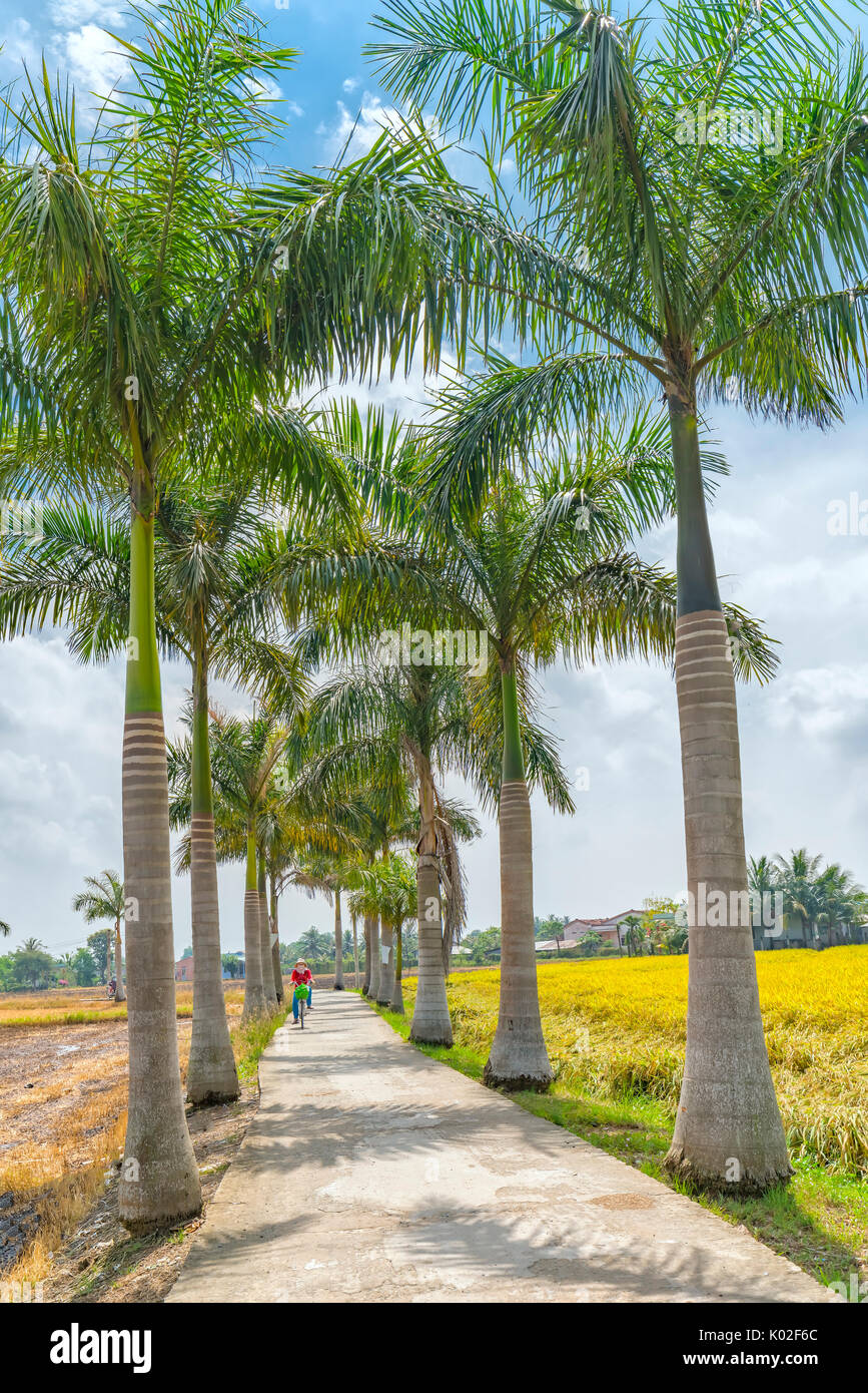 Cuban Royal Palm trees planted along a rural road on field in the ...