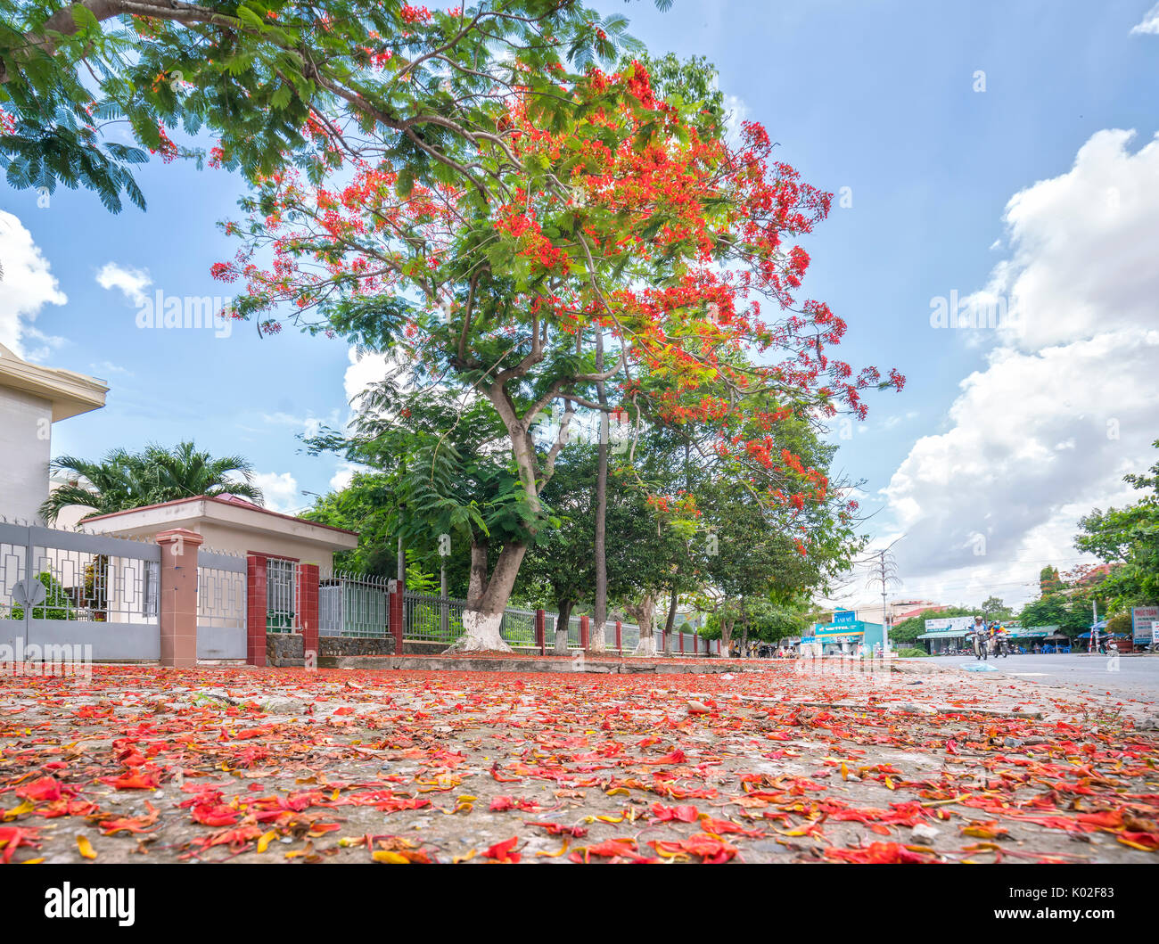 Red Carpet royal Poinciana flowers bloom and fall front yard roadside ...