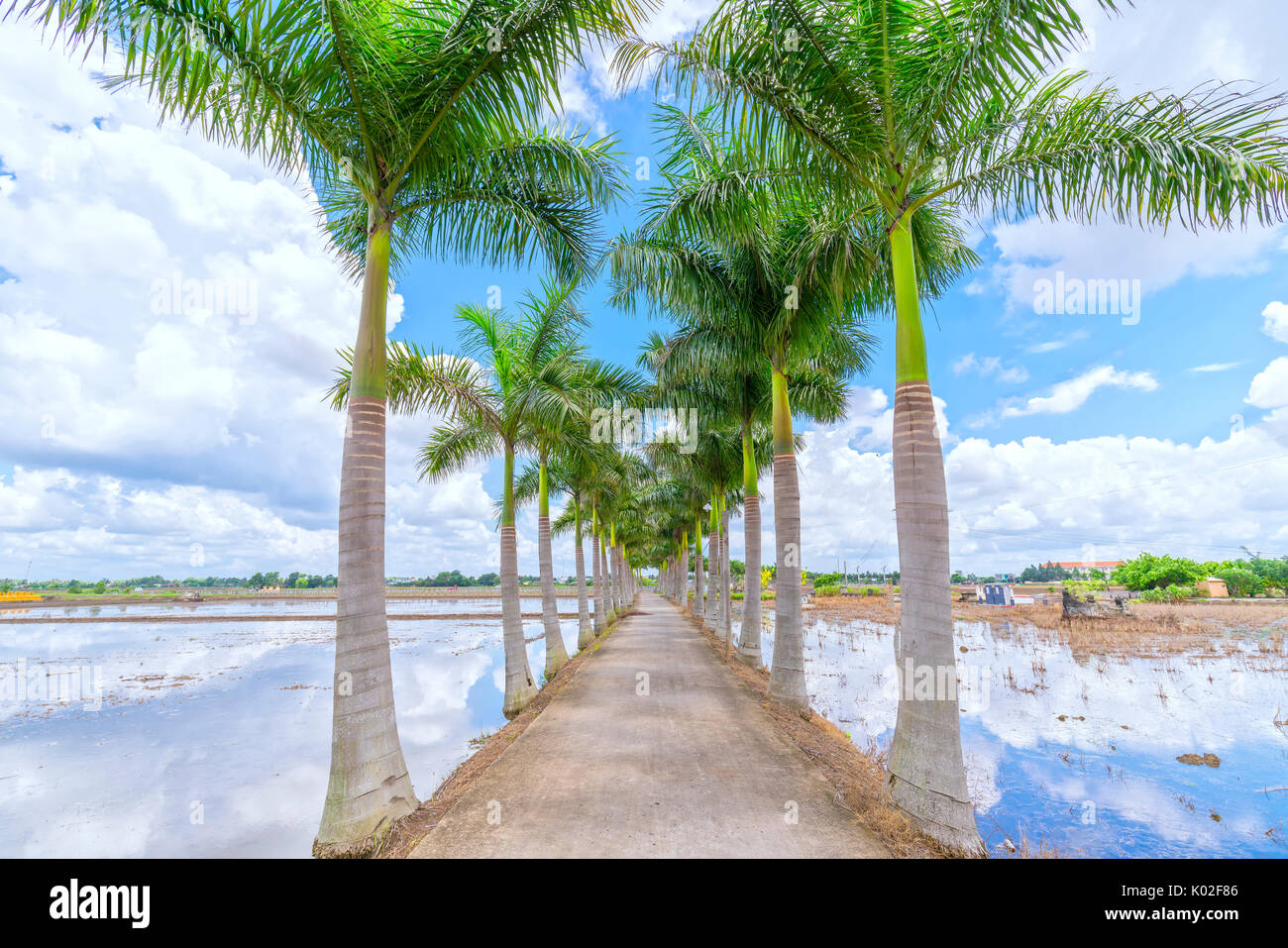 Cuban Royal Palm trees planted along a rural road on field in the ...