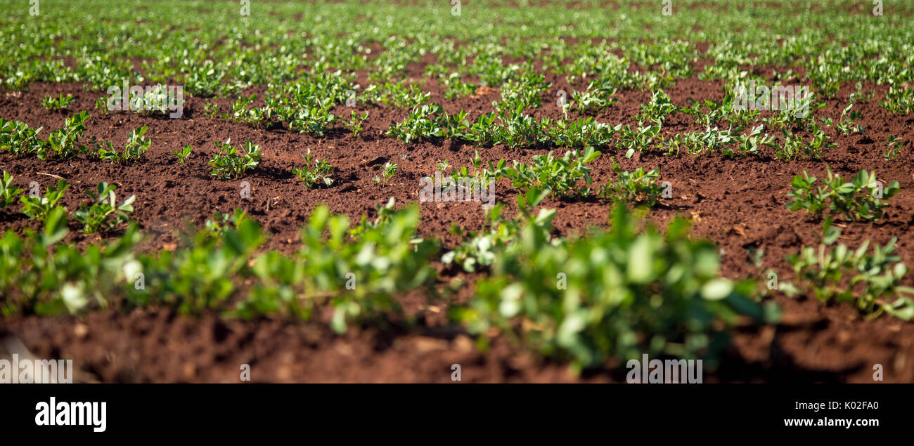 Groundnut plantation hi-res stock photography and images - Alamy