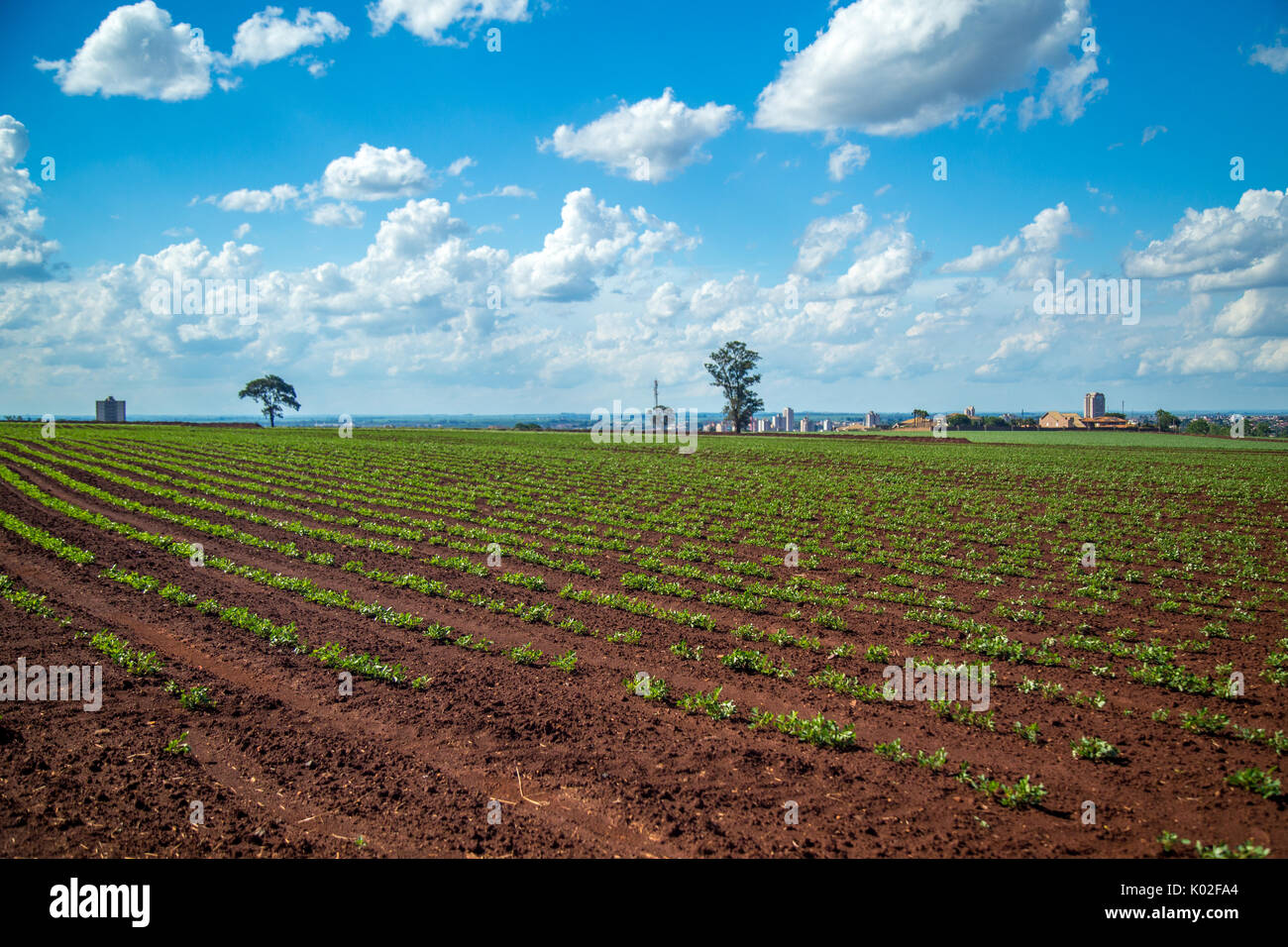 Peanut aerial plantation hi-res stock photography and images - Alamy