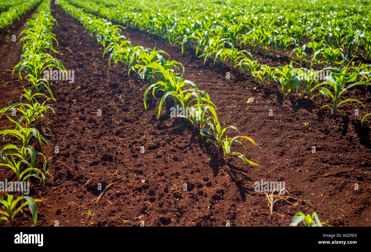 Corn plantation background hi-res stock photography and images - Alamy