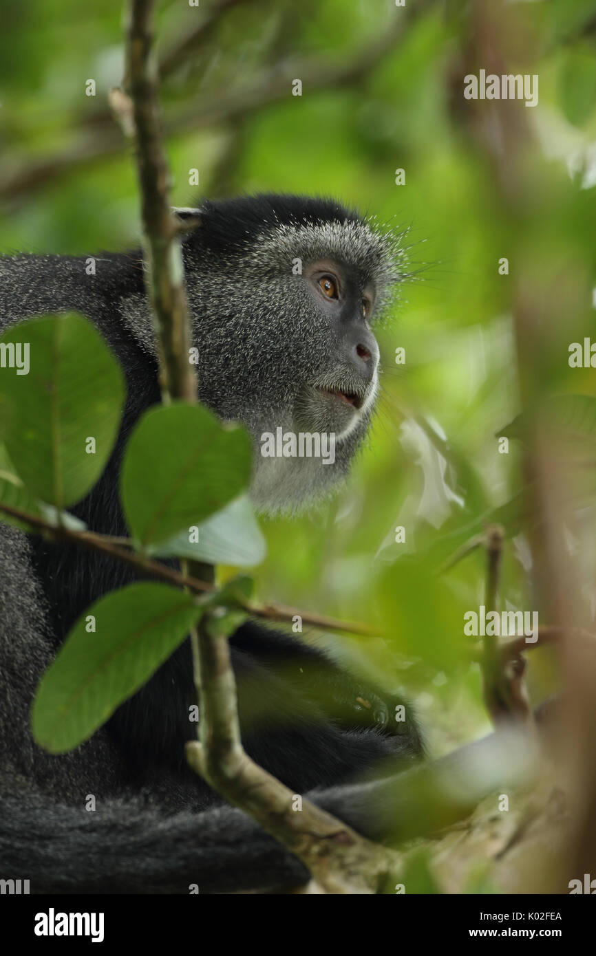 Blue monkey (Cercopithecus mitis stuhlmanni), in the Kakamega Forest ...
